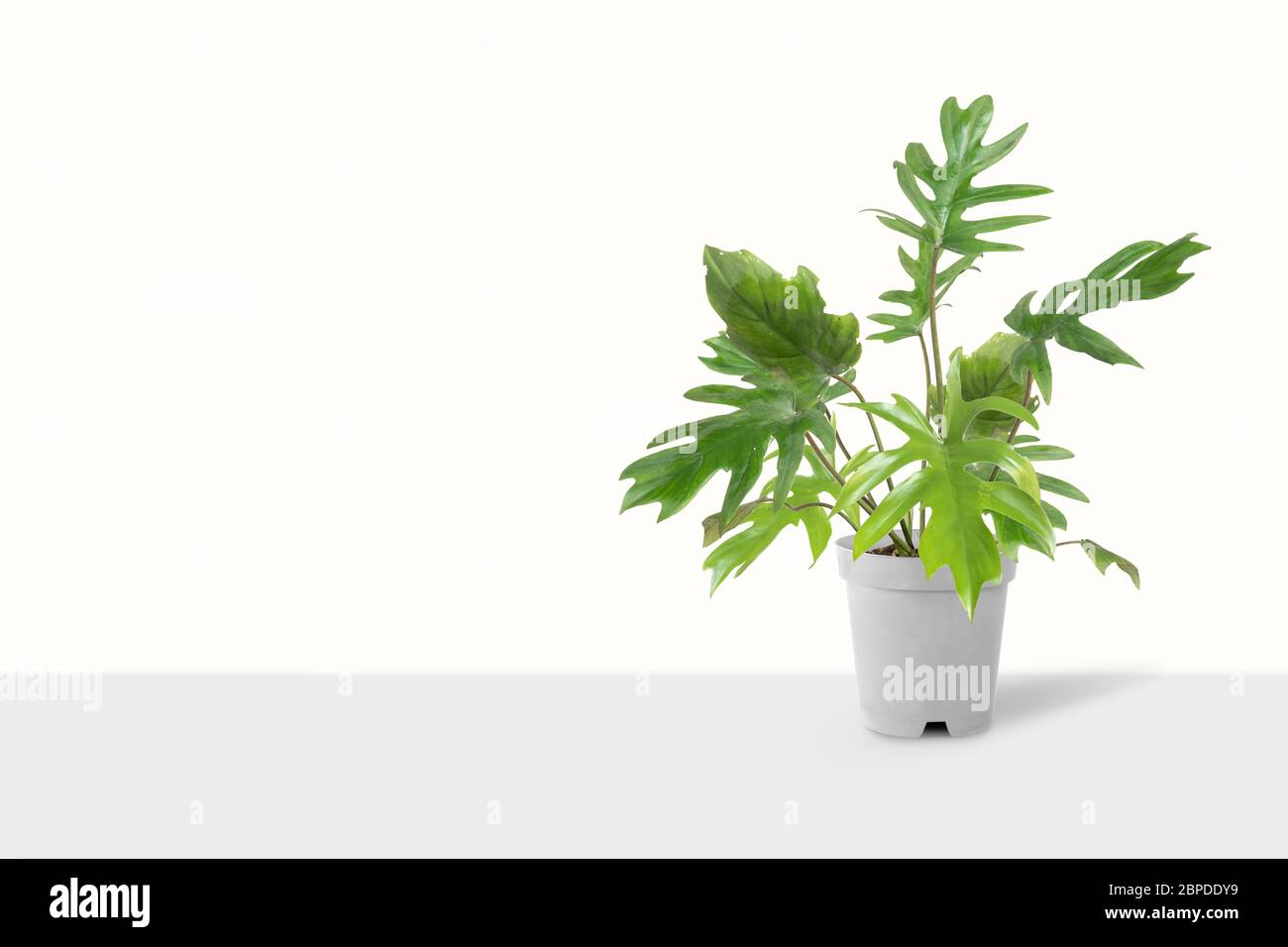 Adam's Rib Plant flowerpot vase isolated on white background Stock ...