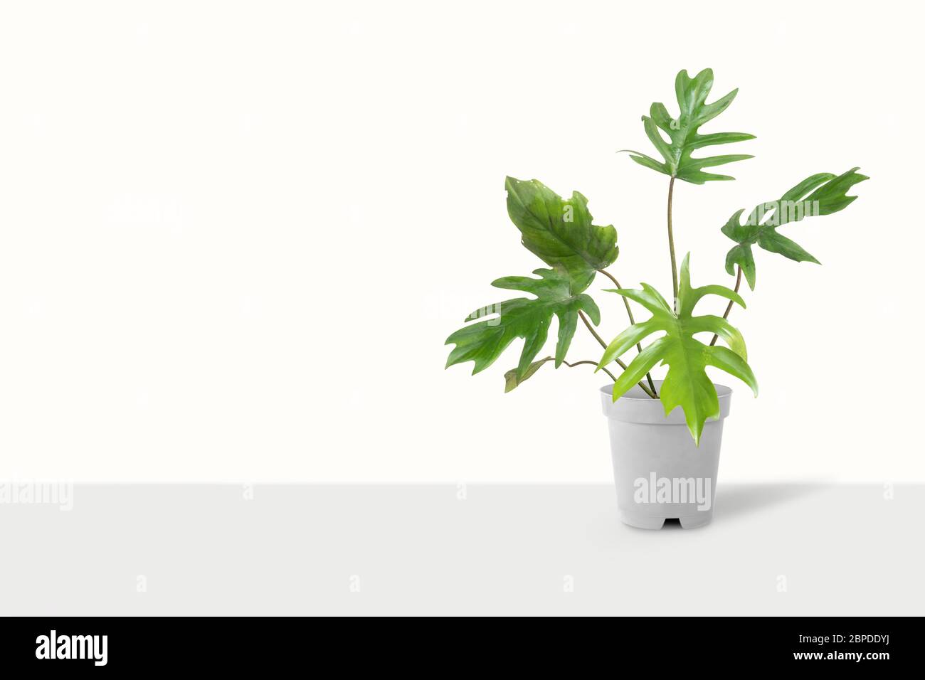 Adam's Rib Plant flowerpot vase isolated on white background Stock ...