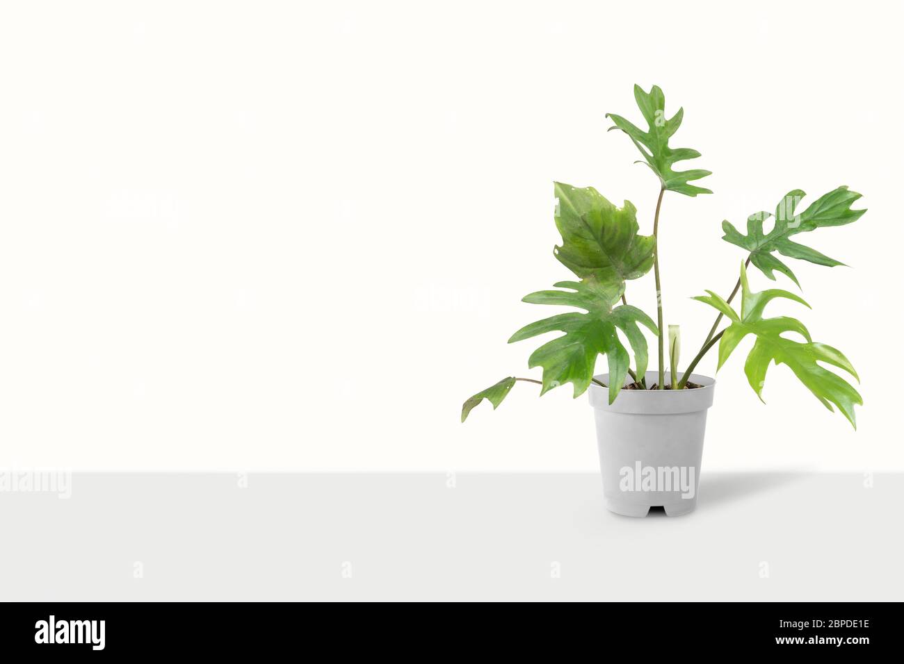 Adam's Rib Plant flowerpot vase isolated on white background Stock ...