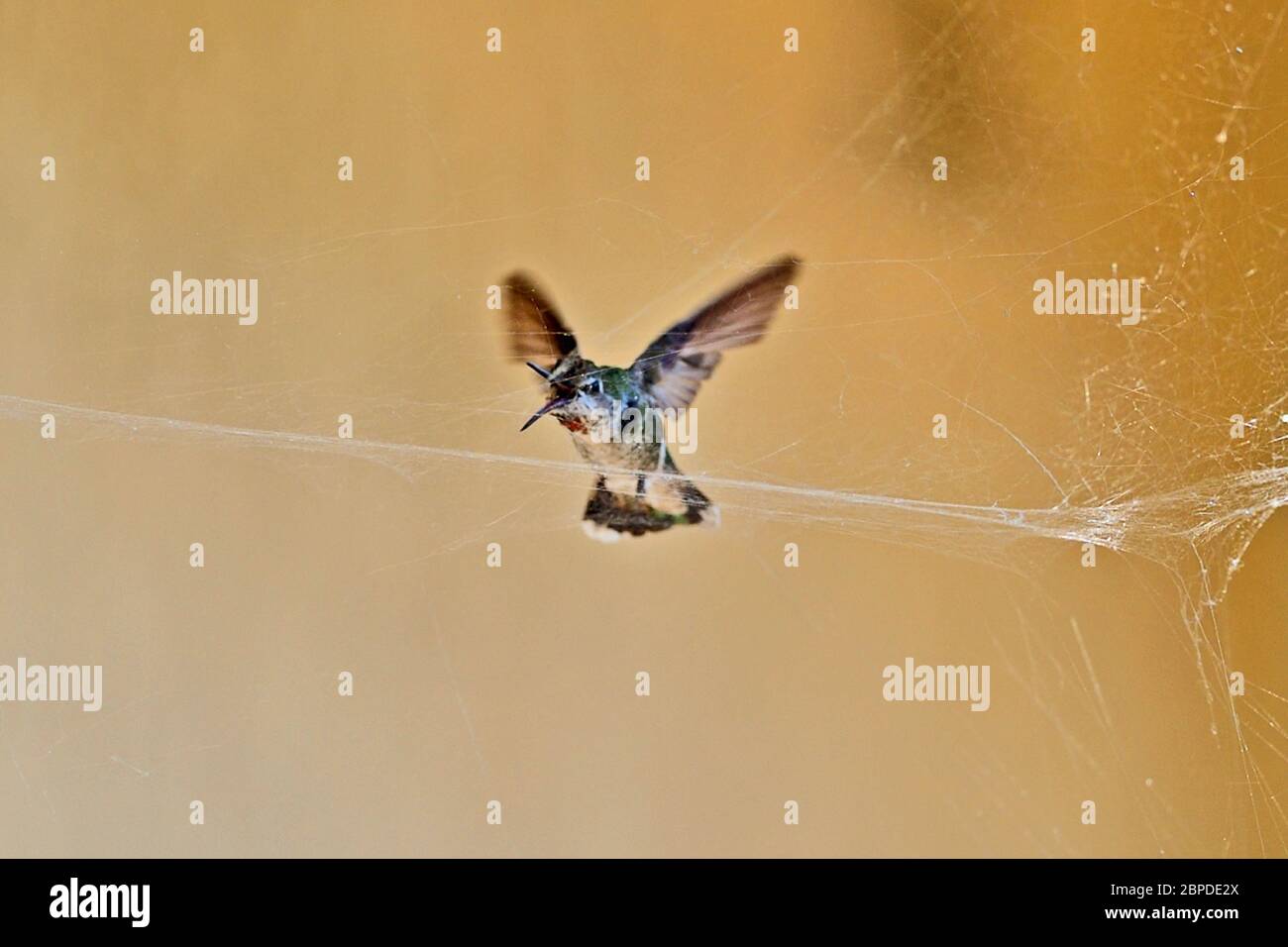 Hummingbird nest spider hi-res stock photography and images - Alamy