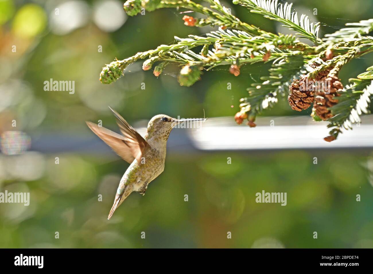 Hummingbird nest spider hi-res stock photography and images - Alamy