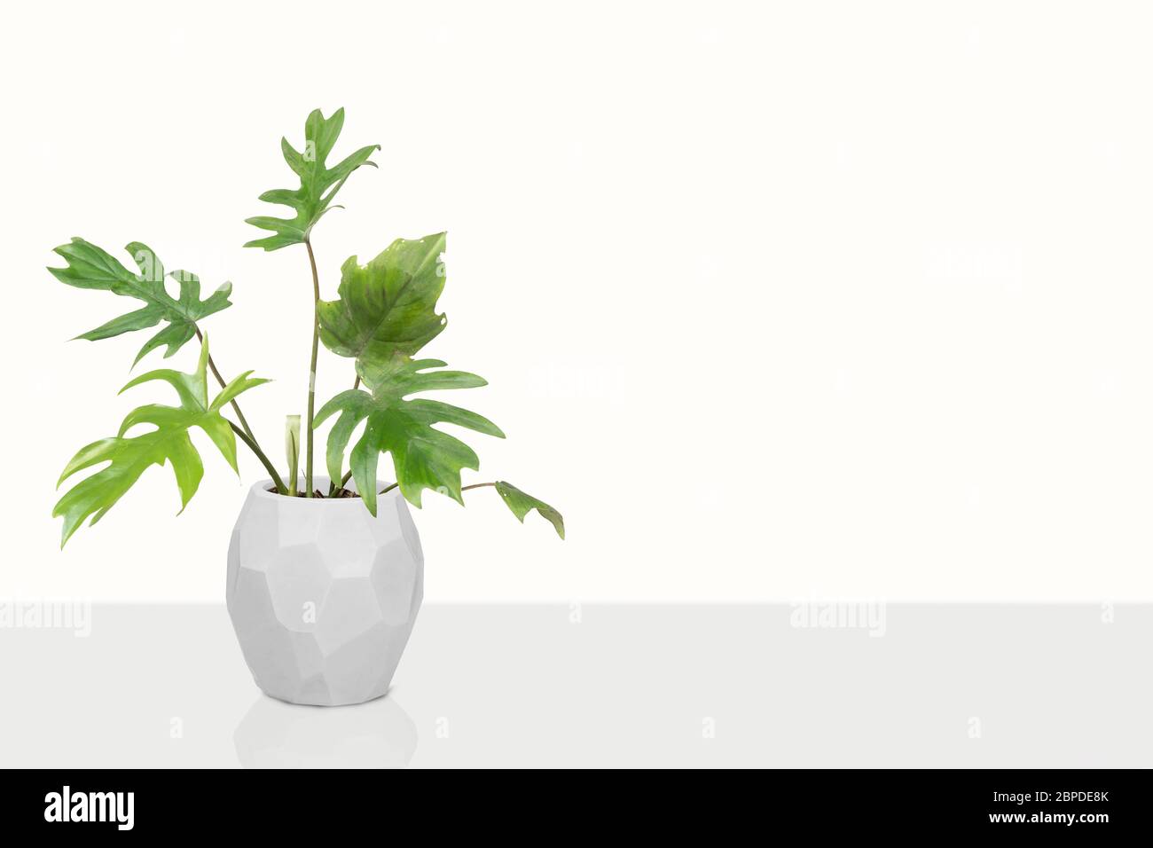 Adam's Rib Plant flowerpot vase isolated on white background Stock ...