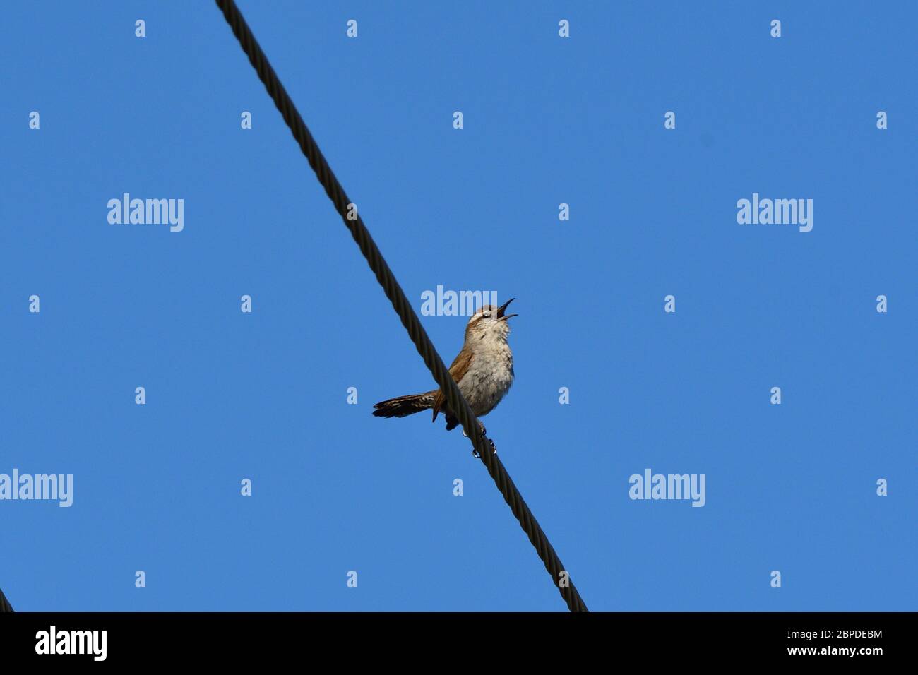 Common nightingale Singing Her Heart Out Stock Photo - Alamy
