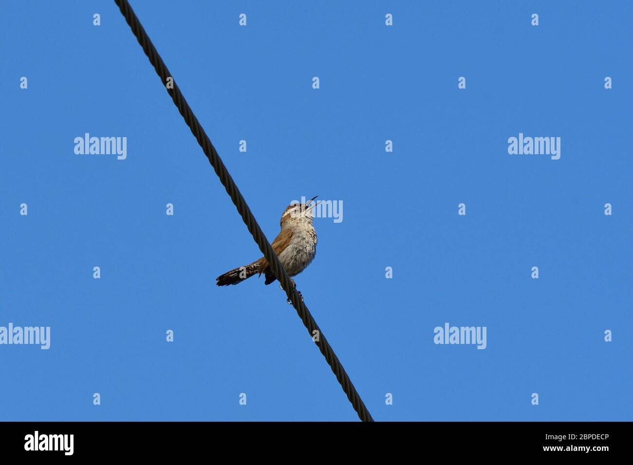 Common nightingale Singing Her Heart Out Stock Photo - Alamy