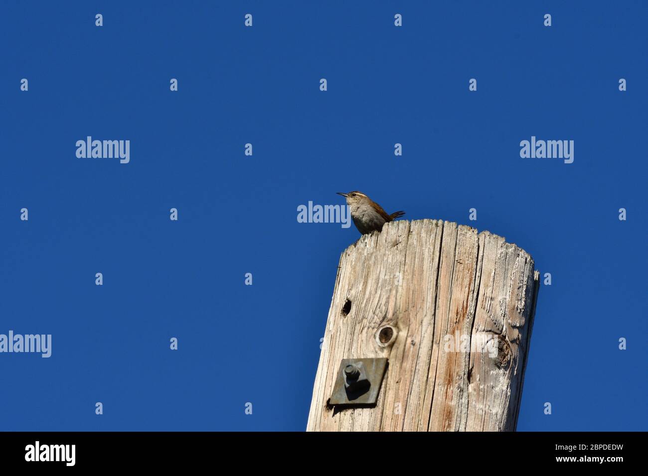 Common nightingale Singing Her Heart Out Stock Photo - Alamy