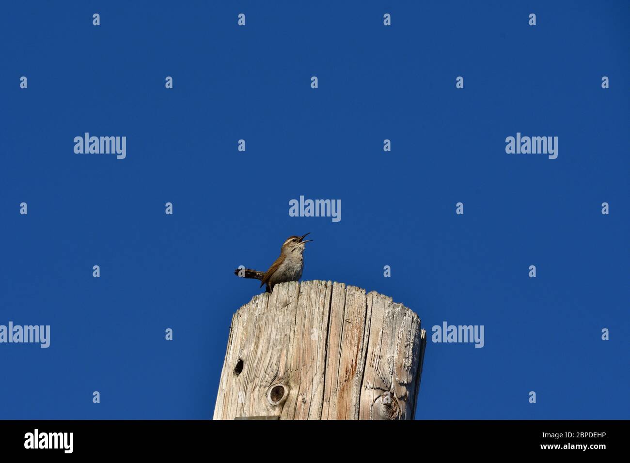 Nightingale singing song bird hi-res stock photography and images - Alamy