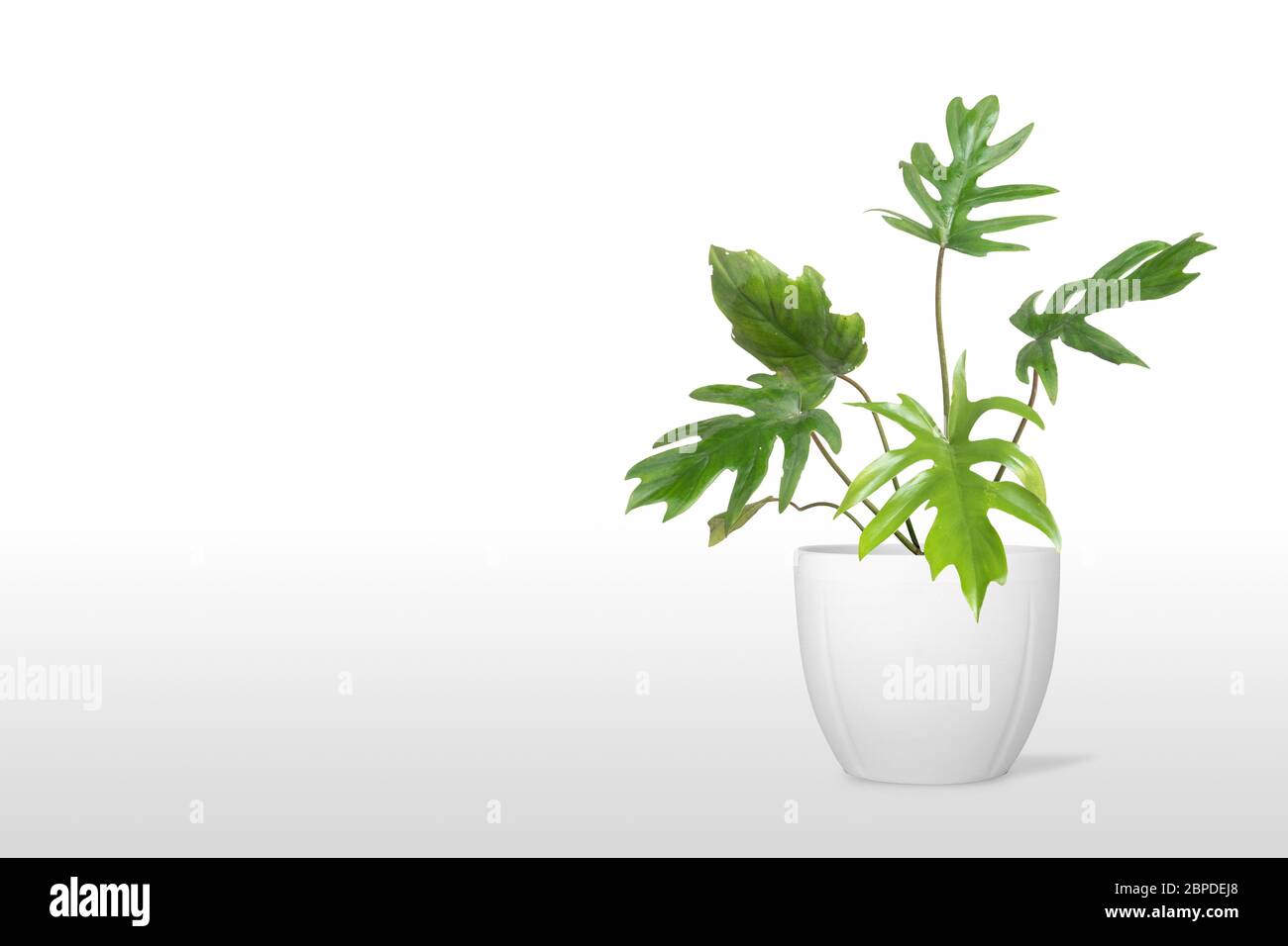 Adam's Rib Plant flowerpot vase isolated on white background Stock ...