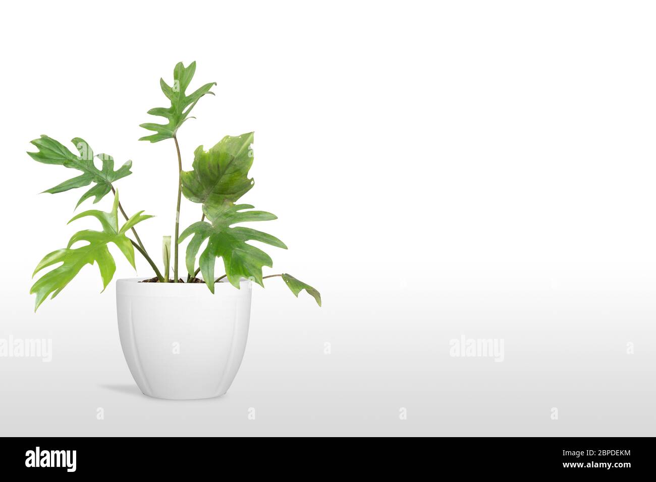 Adam's Rib Plant flowerpot vase isolated on white background Stock ...