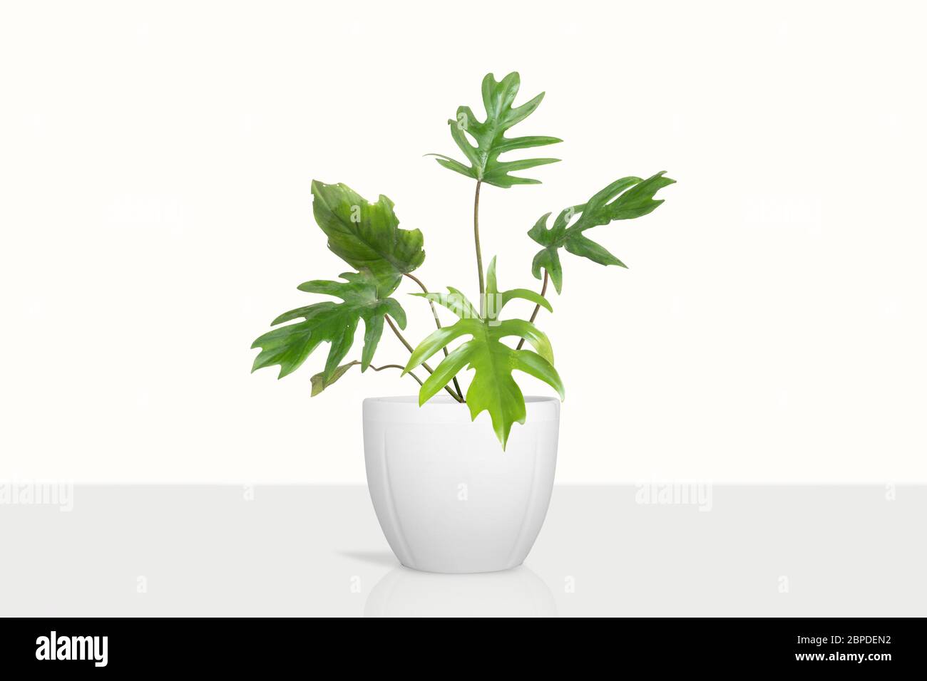 Adam's Rib Plant flowerpot vase isolated on white background Stock ...