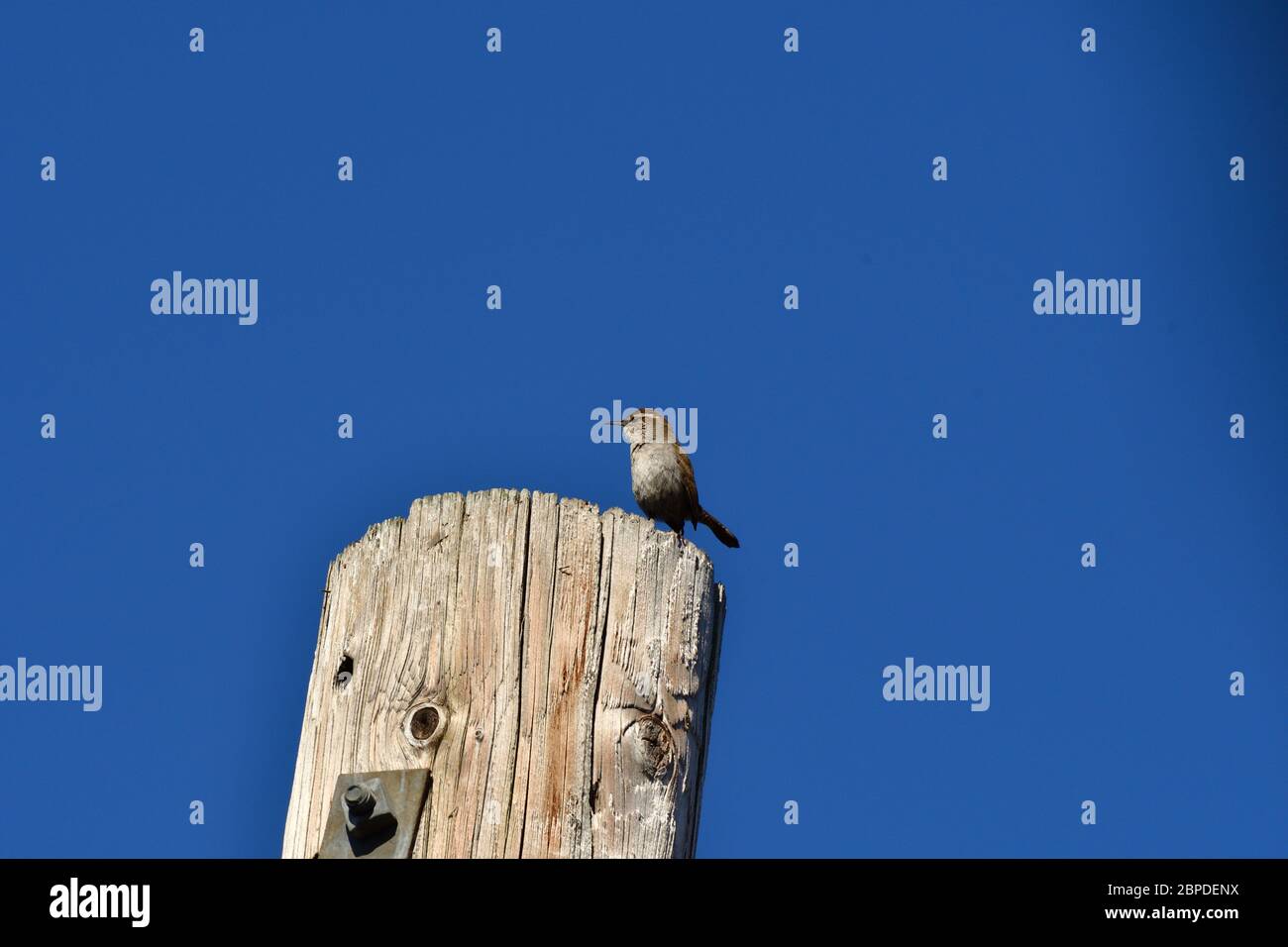 Nightingale singing hi-res stock photography and images - Alamy