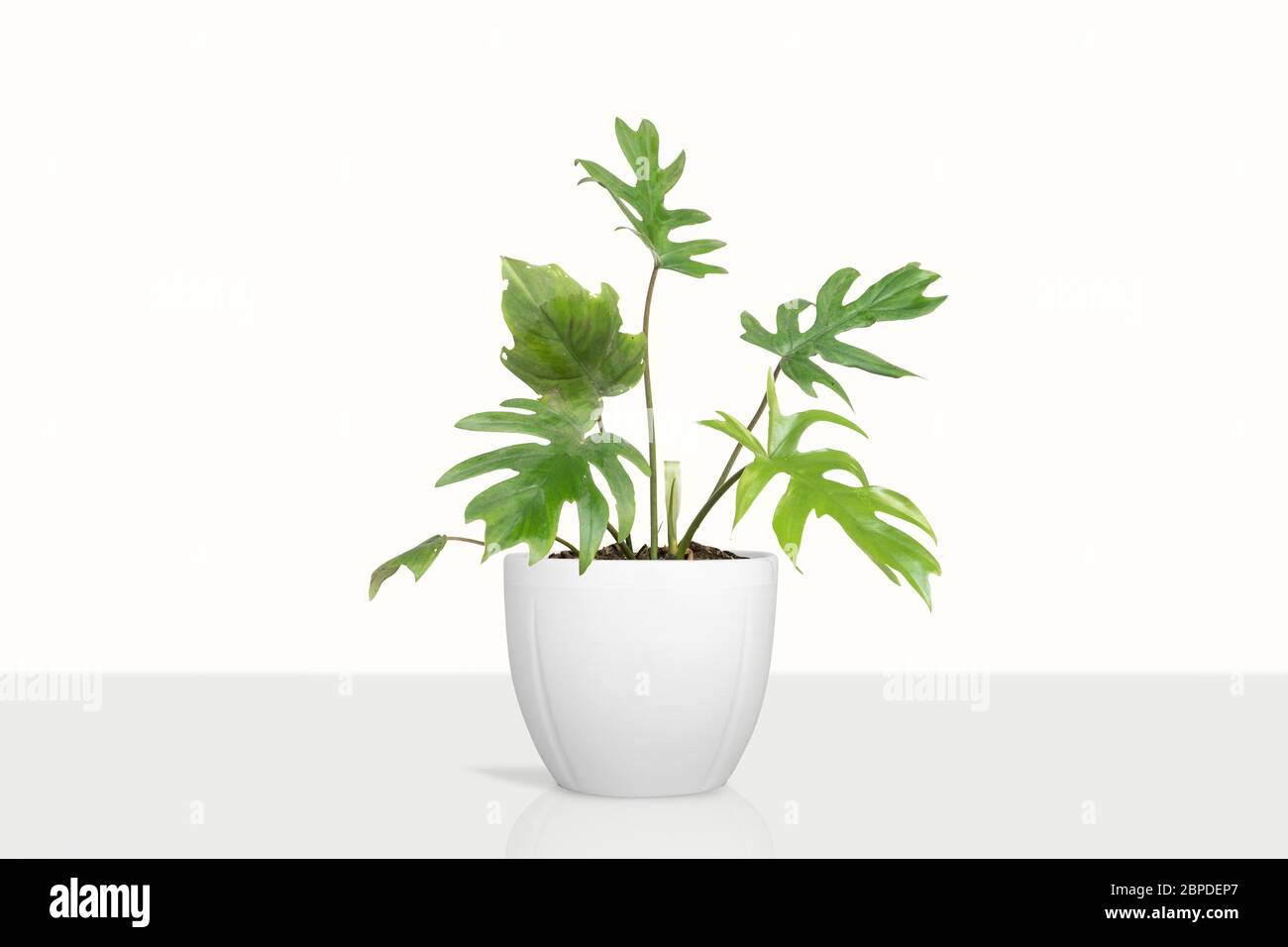 Adam's Rib Plant flowerpot vase isolated on white background Stock ...