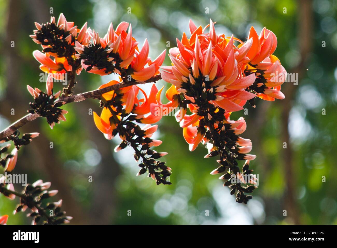 Bastard Teak is species of Butea native to tropical and sub-tropical ...