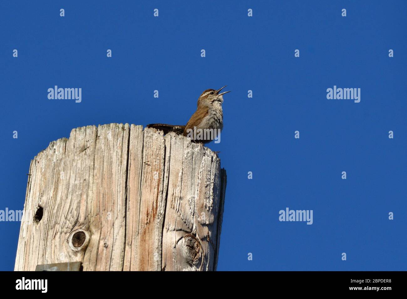 Common nightingale Singing Her Heart Out Stock Photo - Alamy