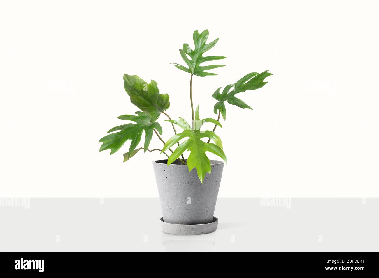 Adam's Rib Plant flowerpot vase isolated on white background Stock ...