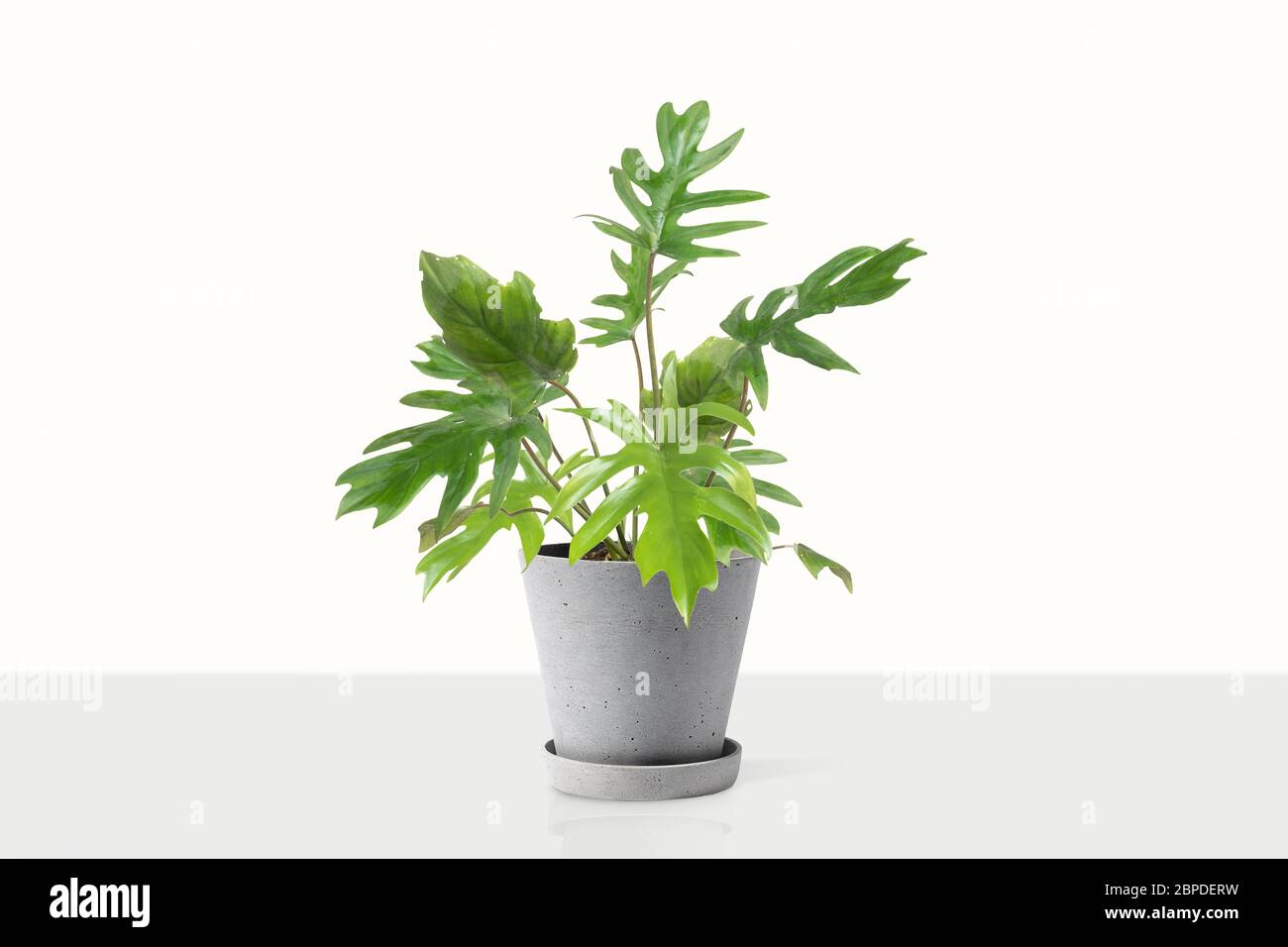 Adam's Rib Plant flowerpot vase isolated on white background Stock ...