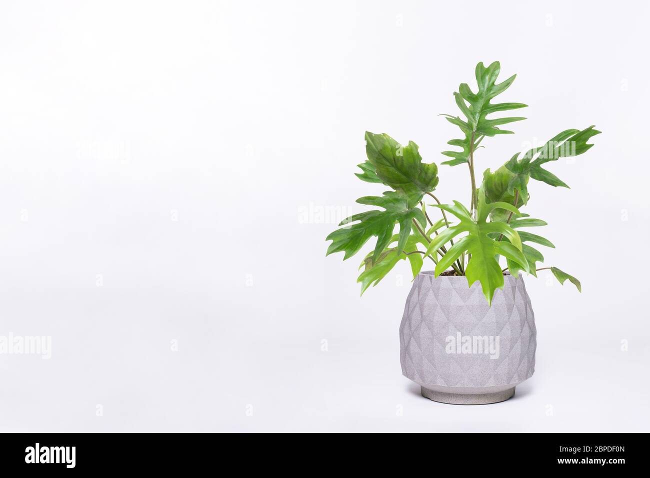 Adam's Rib Plant flowerpot vase isolated on white background Stock ...