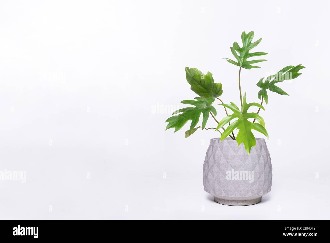 Adam's Rib Plant flowerpot vase isolated on white background Stock ...