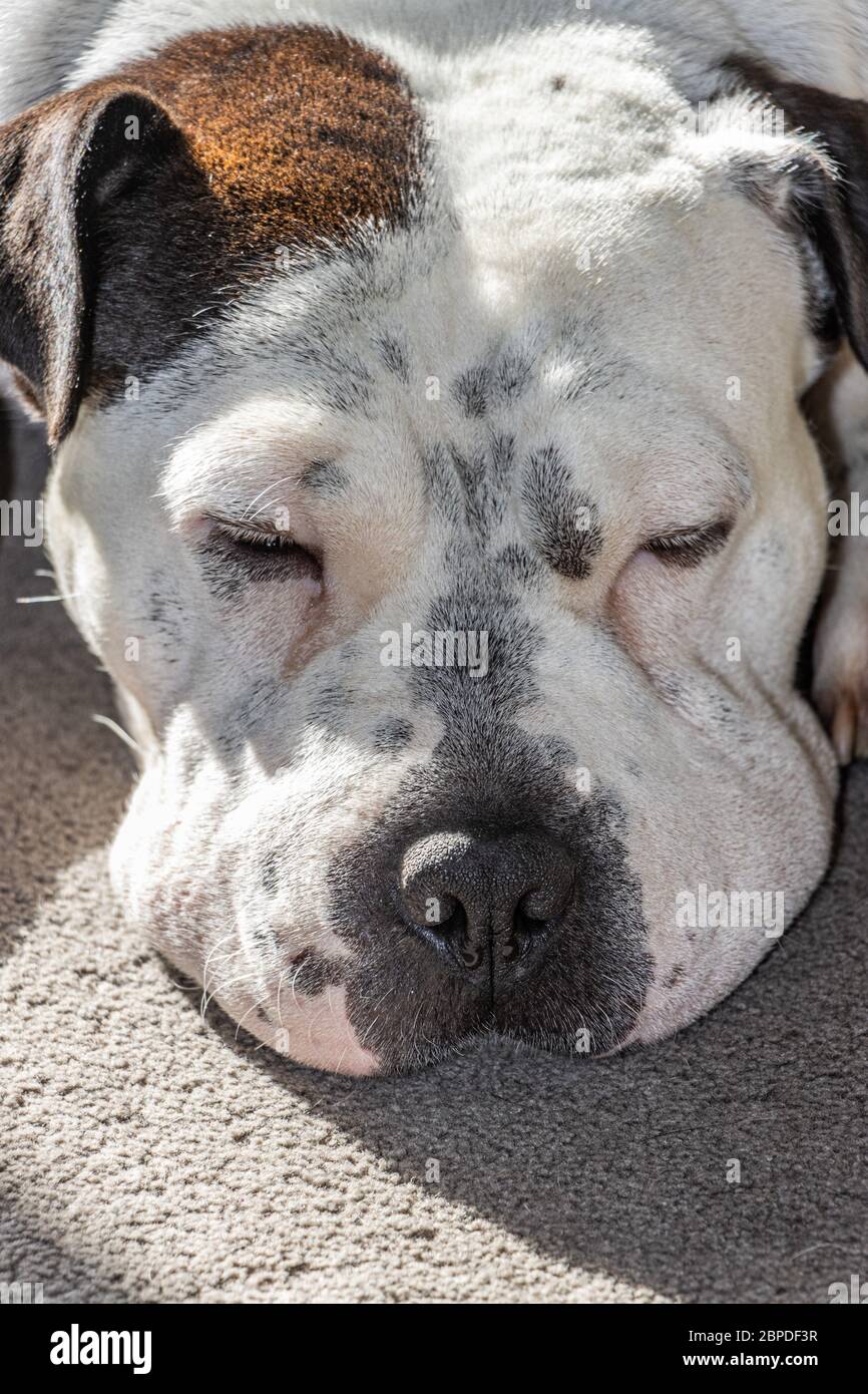 Dog eyelashes hi-res stock photography and images - Alamy