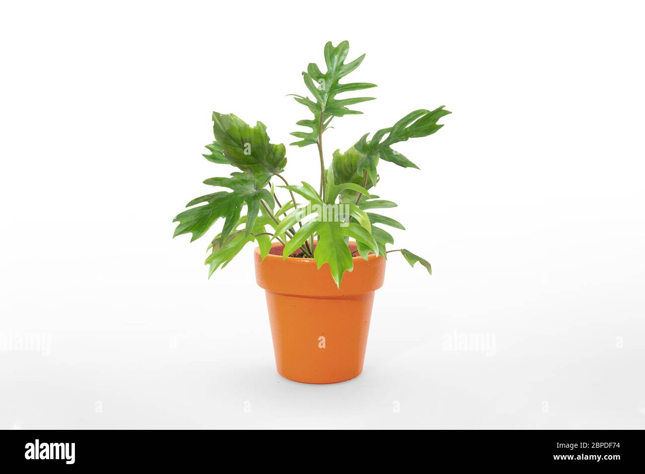 Adam's Rib Plant flowerpot vase isolated on white background Stock ...