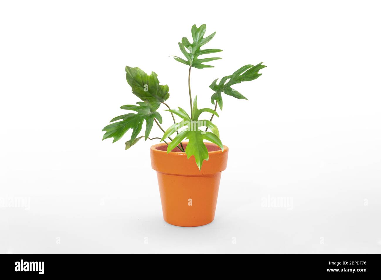 Adam's Rib Plant flowerpot vase isolated on white background Stock ...