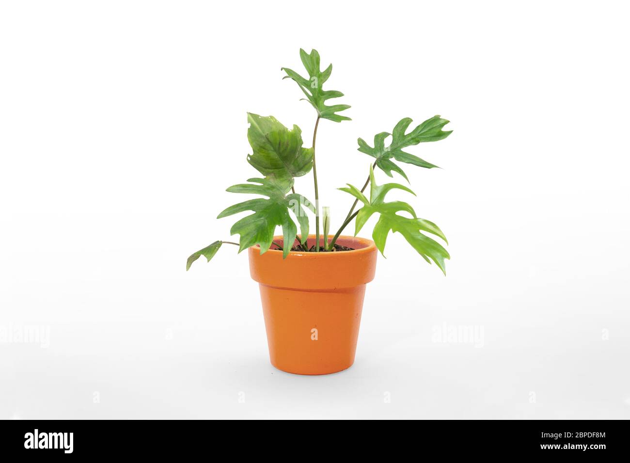 Adam's Rib Plant flowerpot vase isolated on white background Stock ...