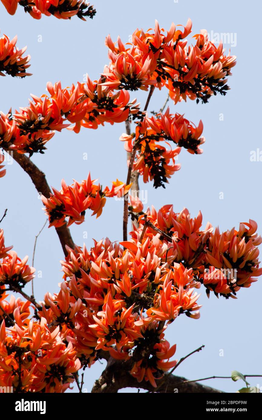 Bastard Teak is species of Butea native to tropical and sub-tropical ...