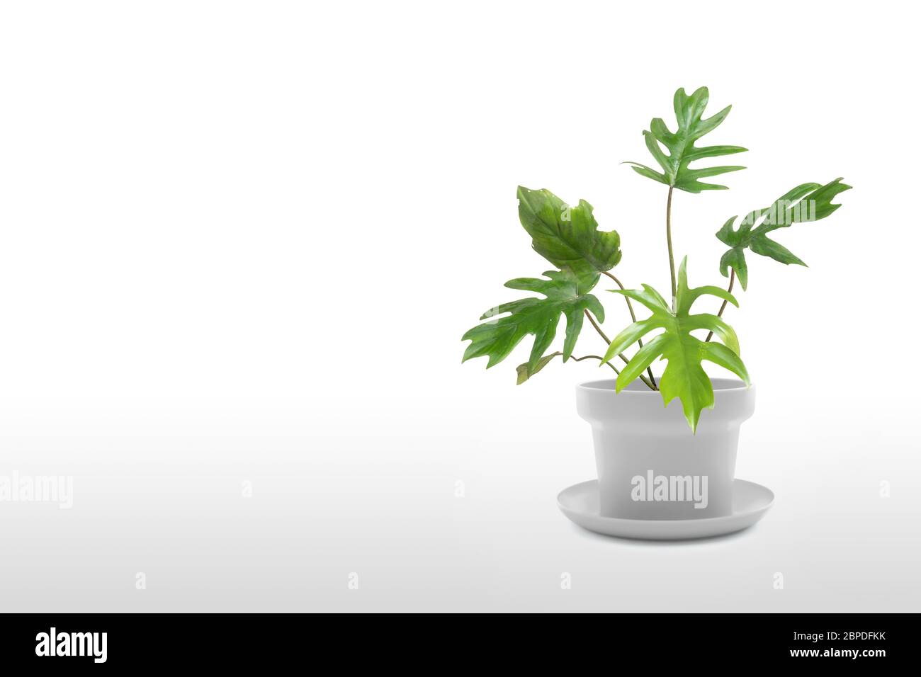 Adam's Rib Plant flowerpot vase isolated on white background Stock ...