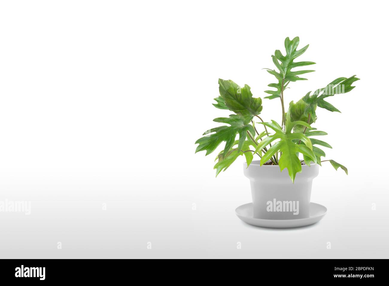 Adam's Rib Plant flowerpot vase isolated on white background Stock ...