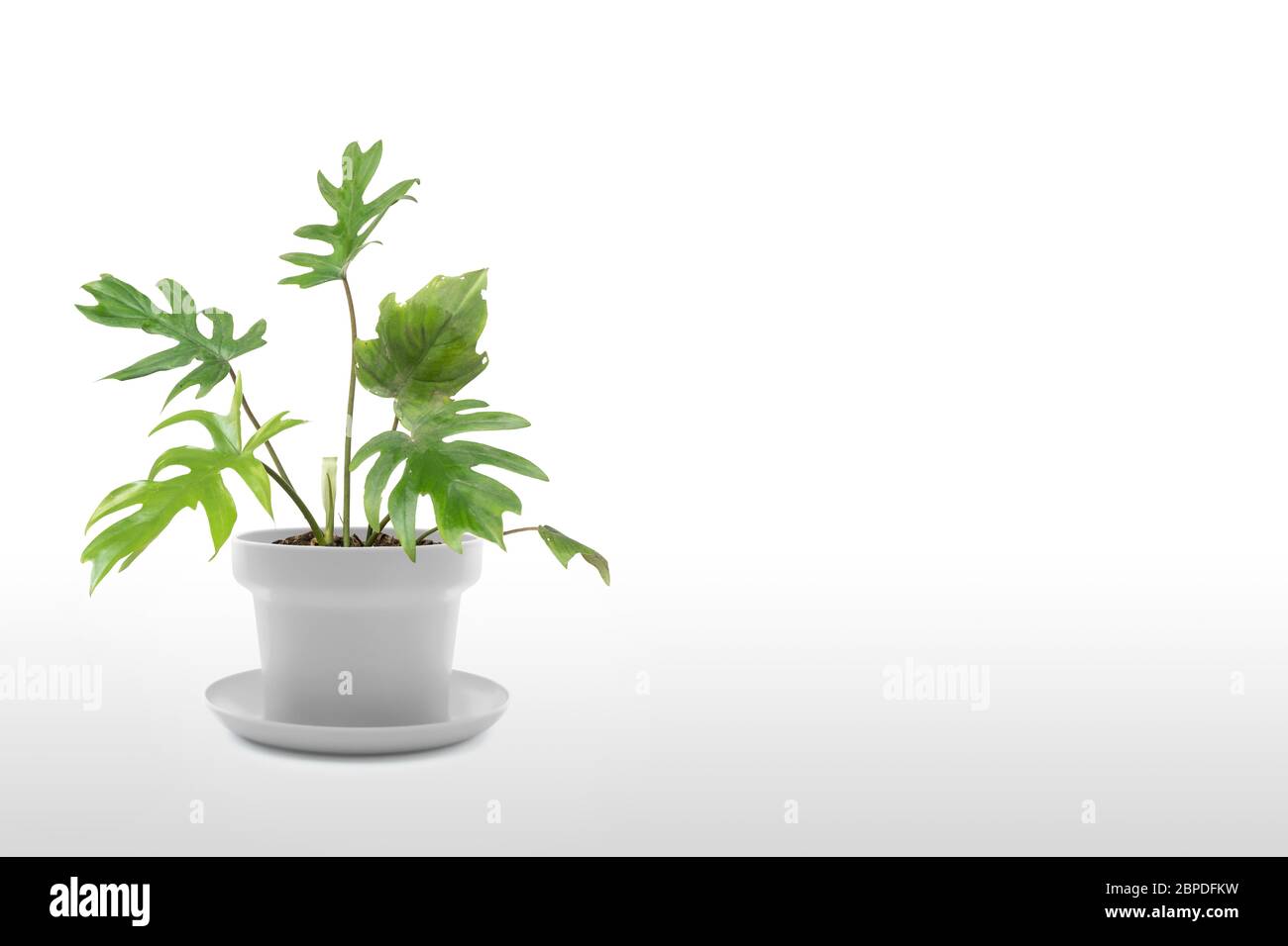 Adam's Rib Plant flowerpot vase isolated on white background Stock ...