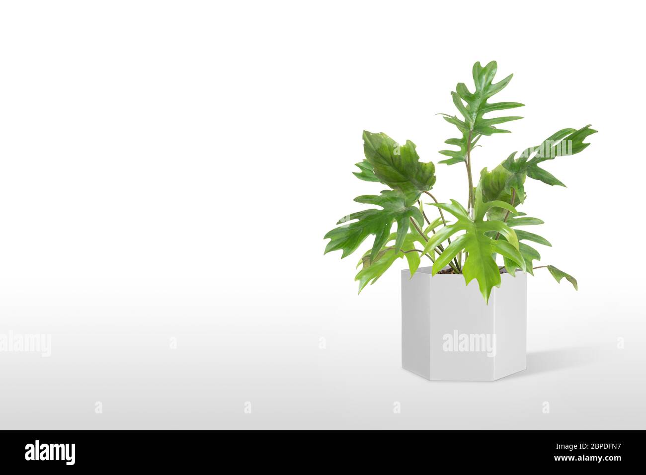 Adam's Rib Plant flowerpot vase isolated on white background Stock ...