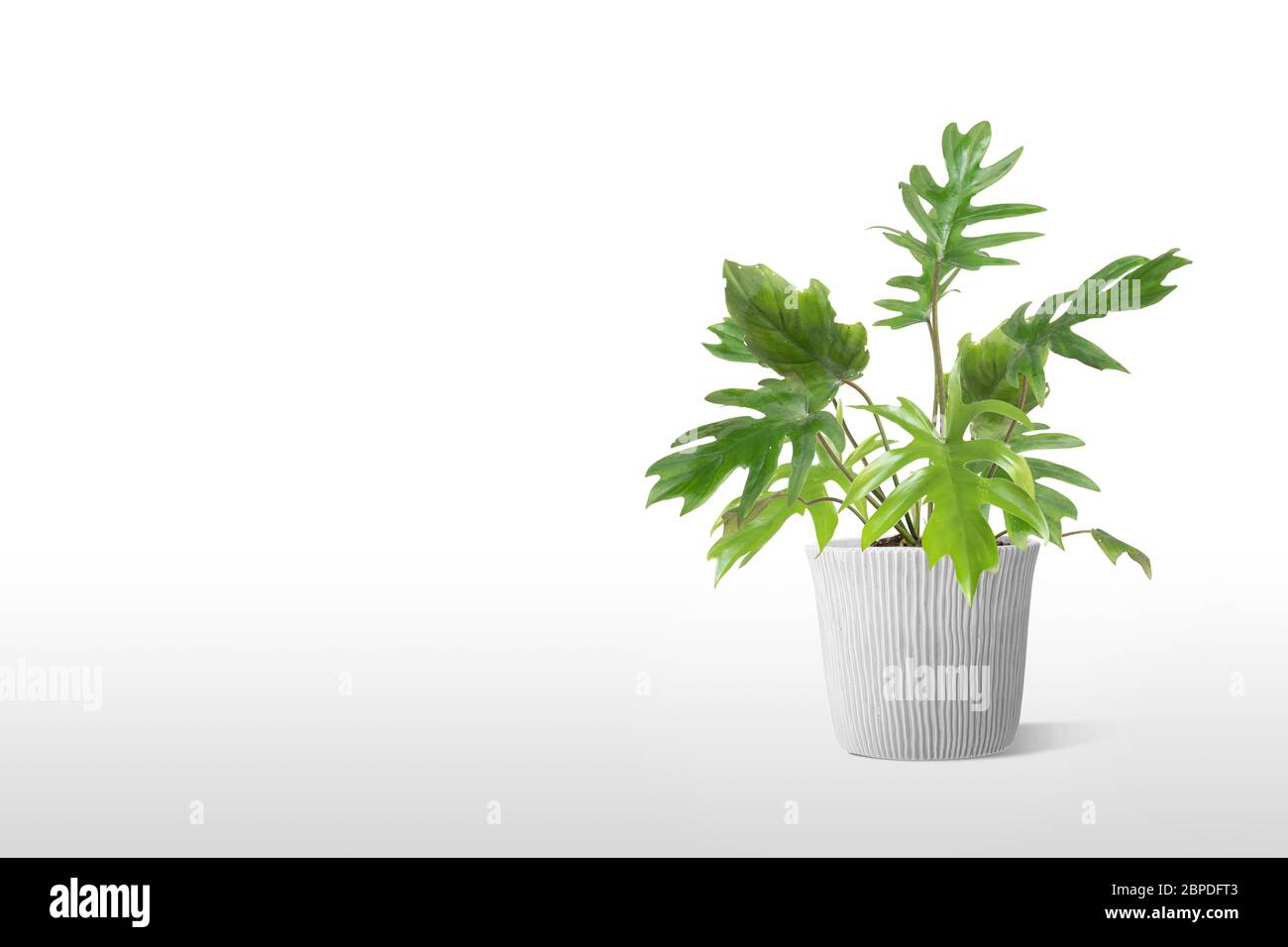 Adam's Rib Plant flowerpot vase isolated on white background Stock ...