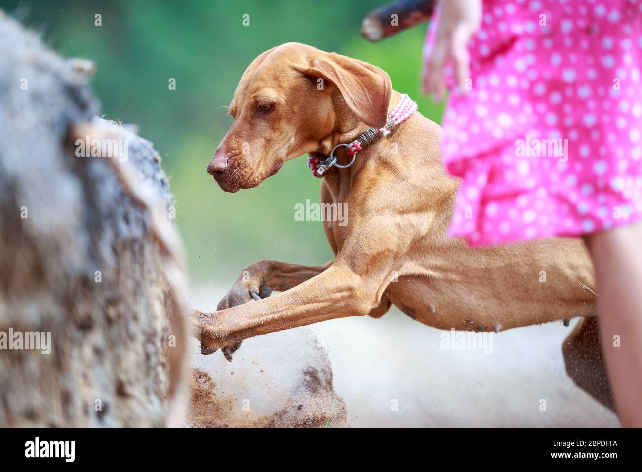 Portrait of a young Magyar Viszla dog Stock Photo - Alamy