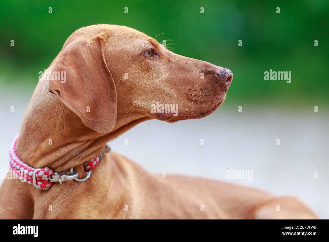 Portrait of a young Magyar Viszla dog Stock Photo - Alamy