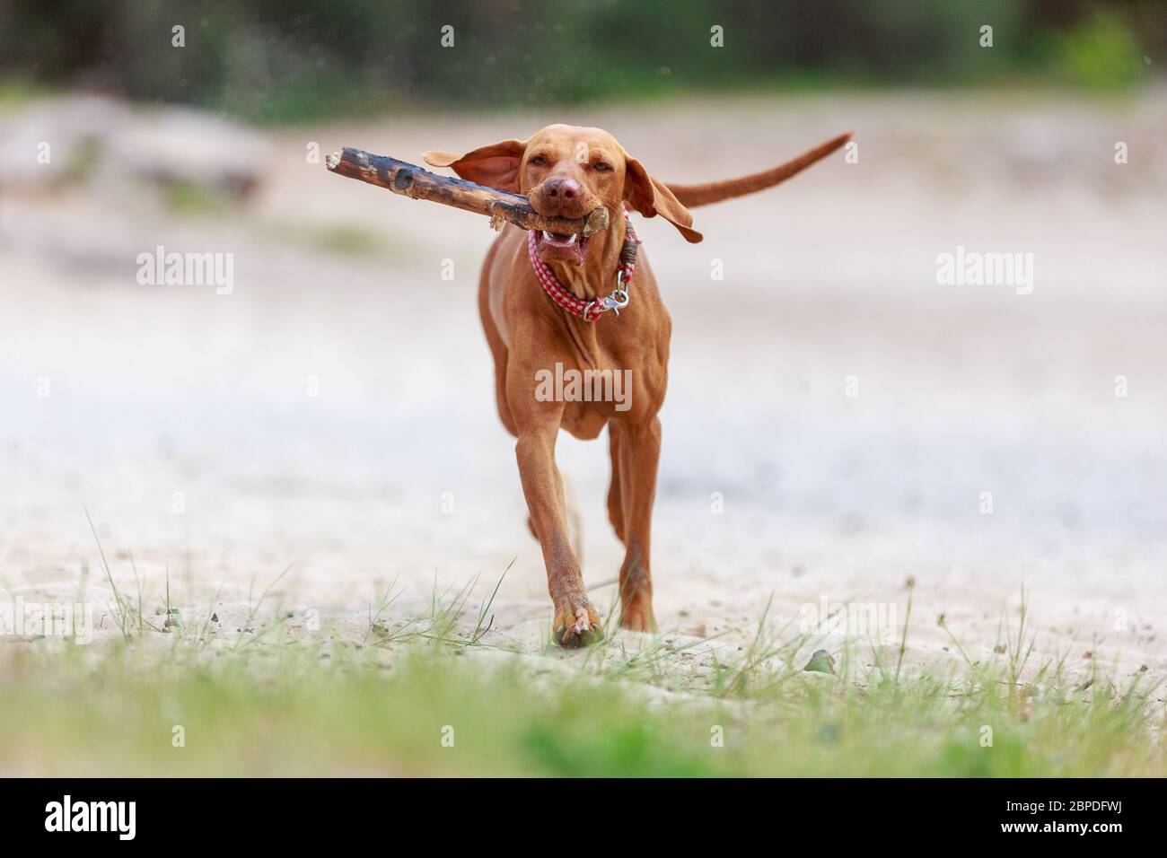 Portrait of a young Magyar Viszla dog Stock Photo - Alamy