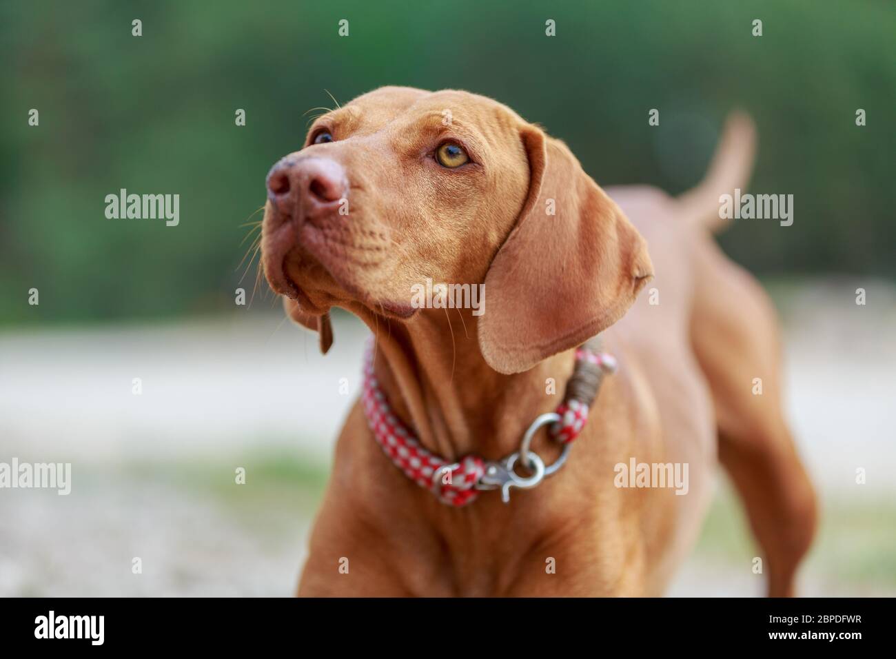 Viszla adorable hi-res stock photography and images - Alamy