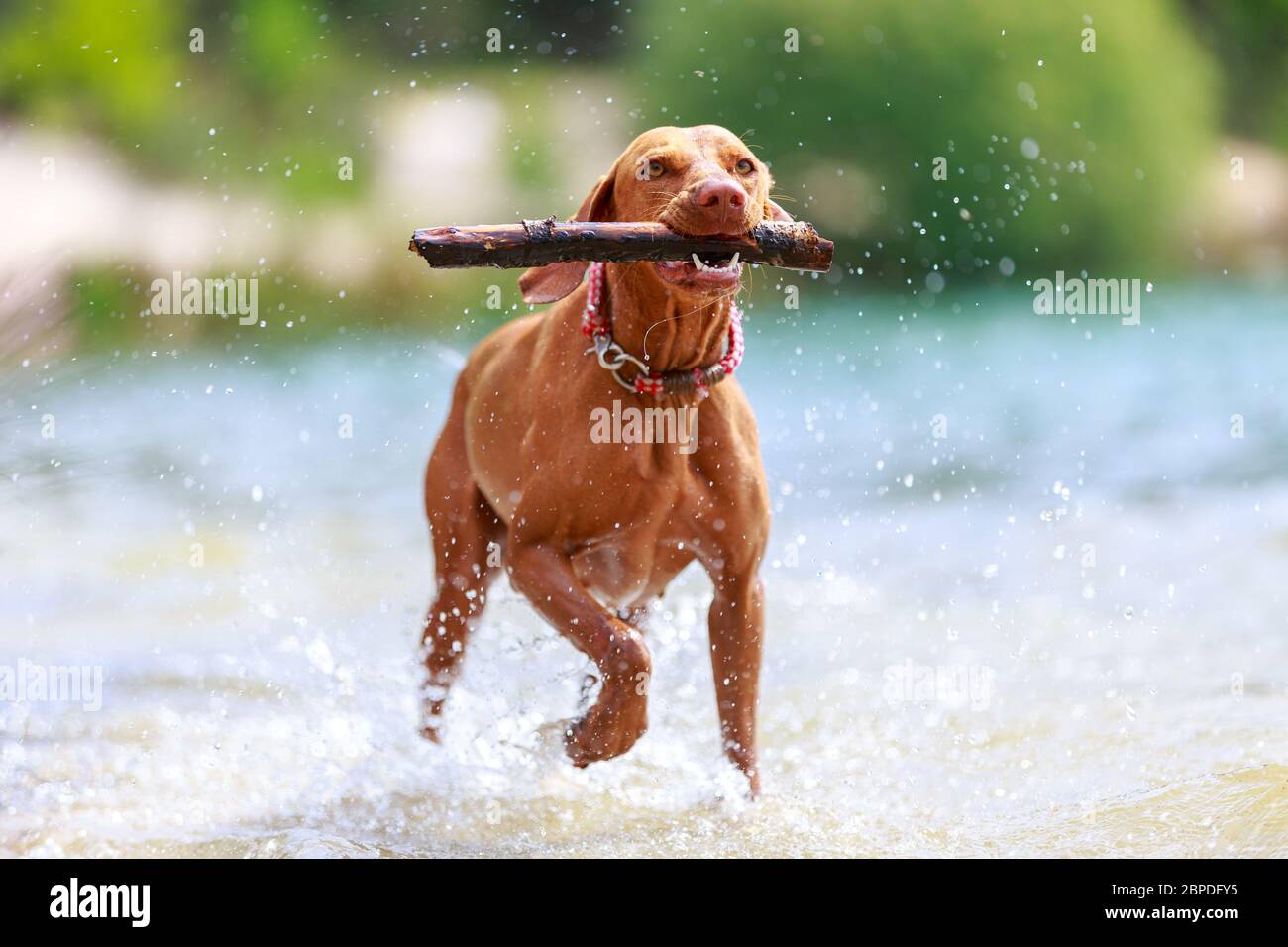 Portrait of a young Magyar Viszla dog Stock Photo - Alamy