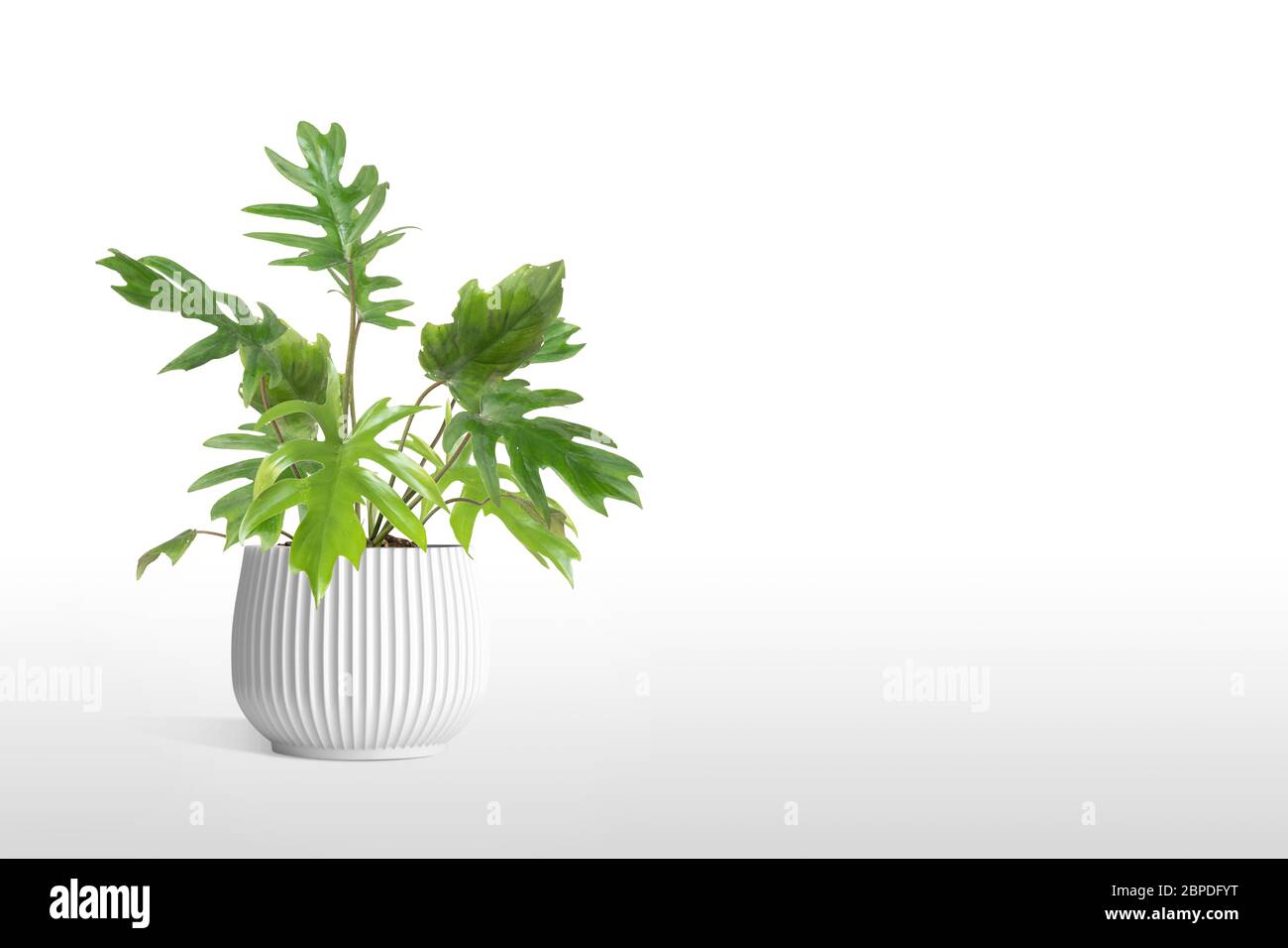 Adam's Rib Plant flowerpot vase isolated on white background Stock ...