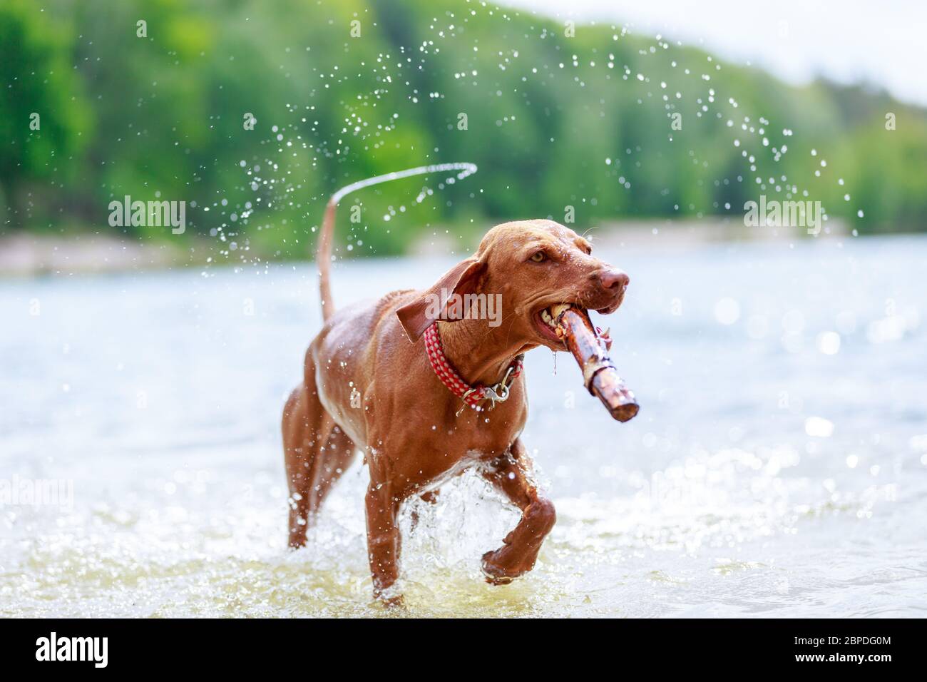 Portrait of a young Magyar Viszla dog Stock Photo - Alamy