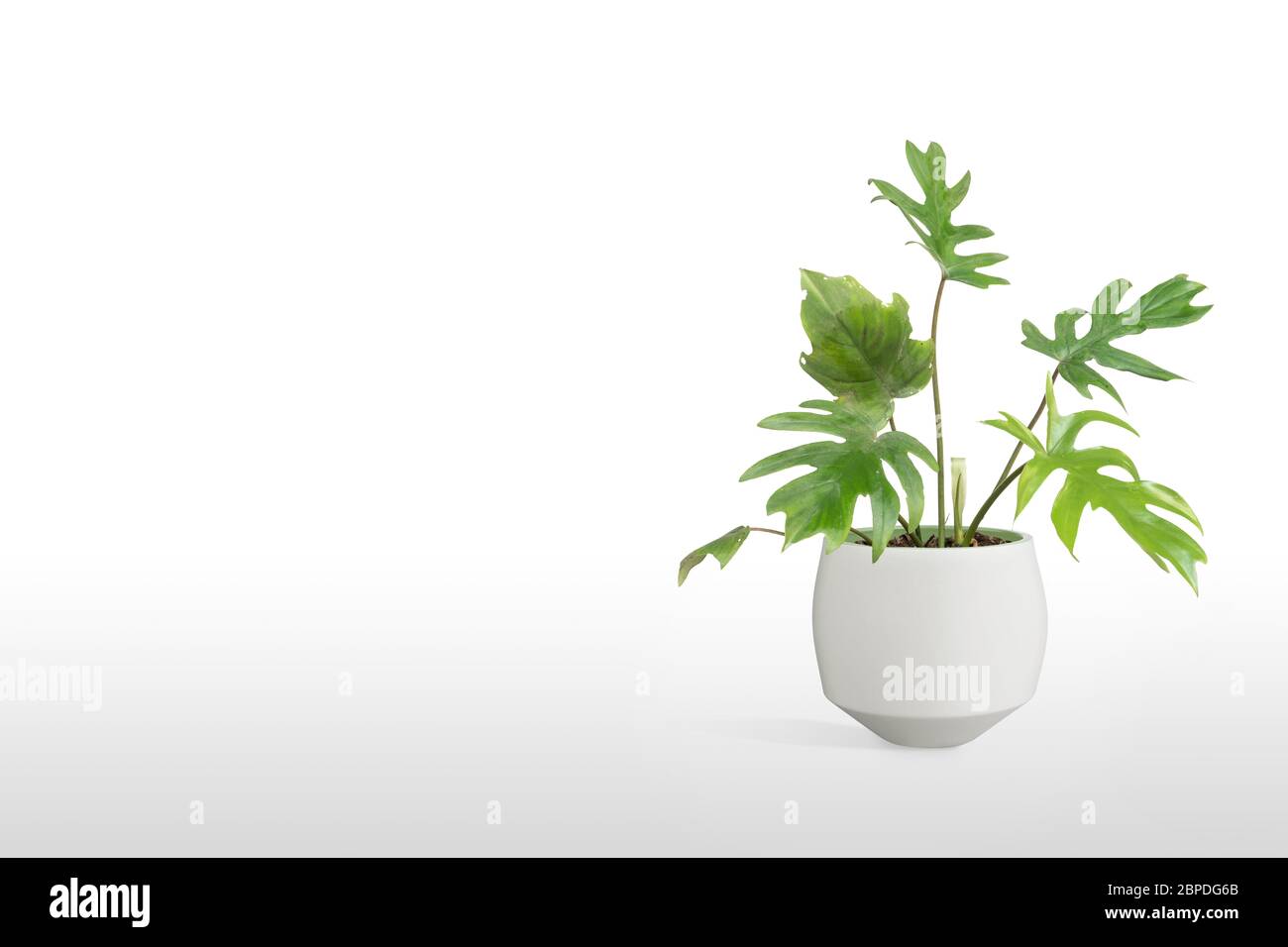 Adam's Rib Plant flowerpot vase isolated on white background Stock ...