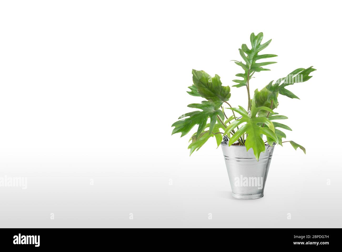 Adam's Rib Plant flowerpot vase isolated on white background Stock ...