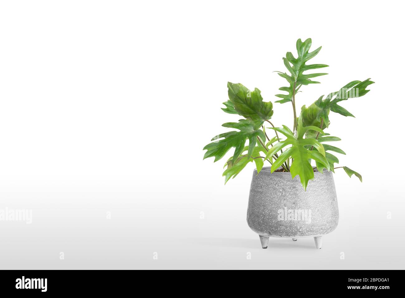 Adam's Rib Plant flowerpot vase isolated on white background Stock ...