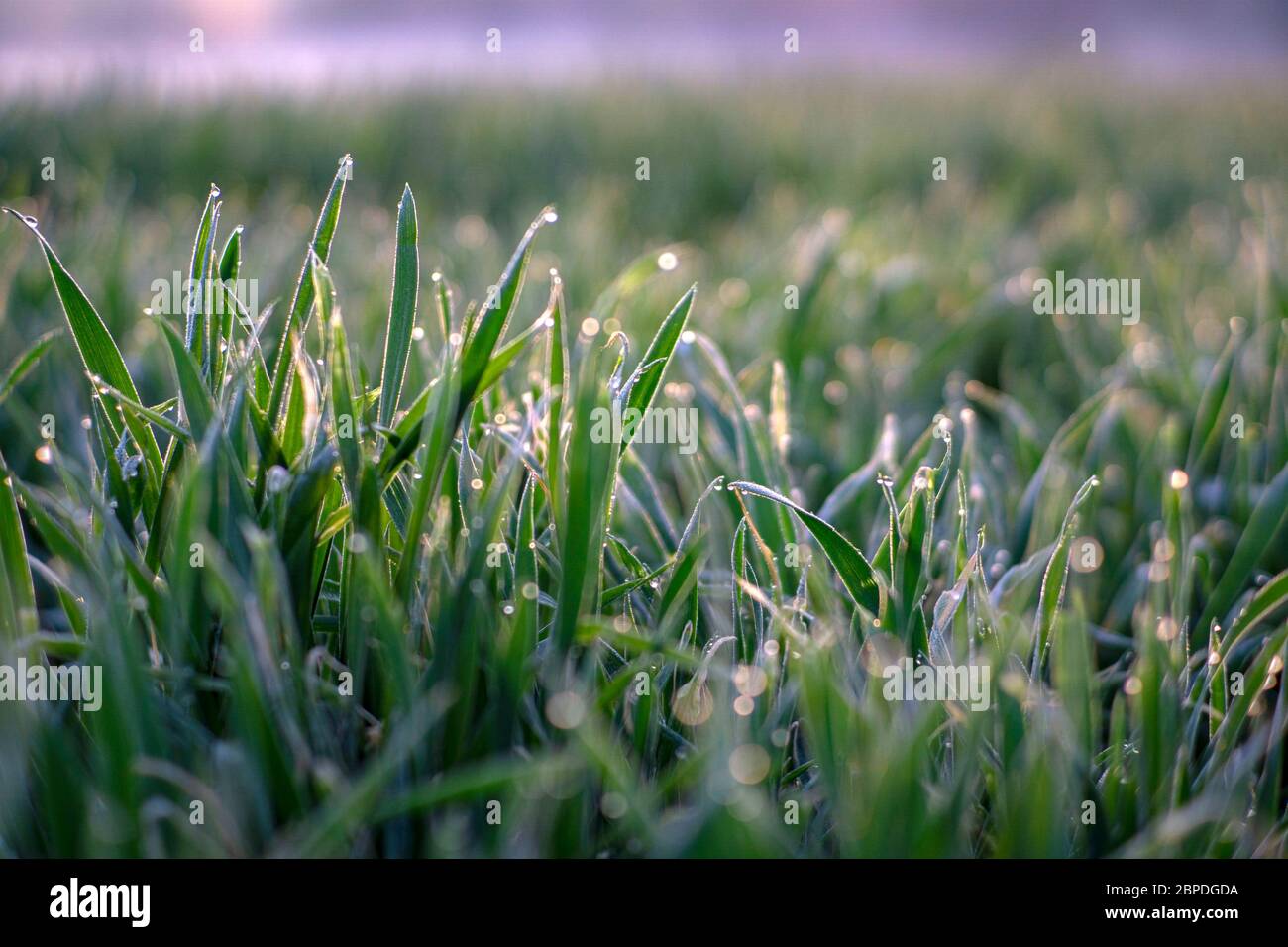 Spring grass drops with bokeh from sunrise Stock Photo - Alamy