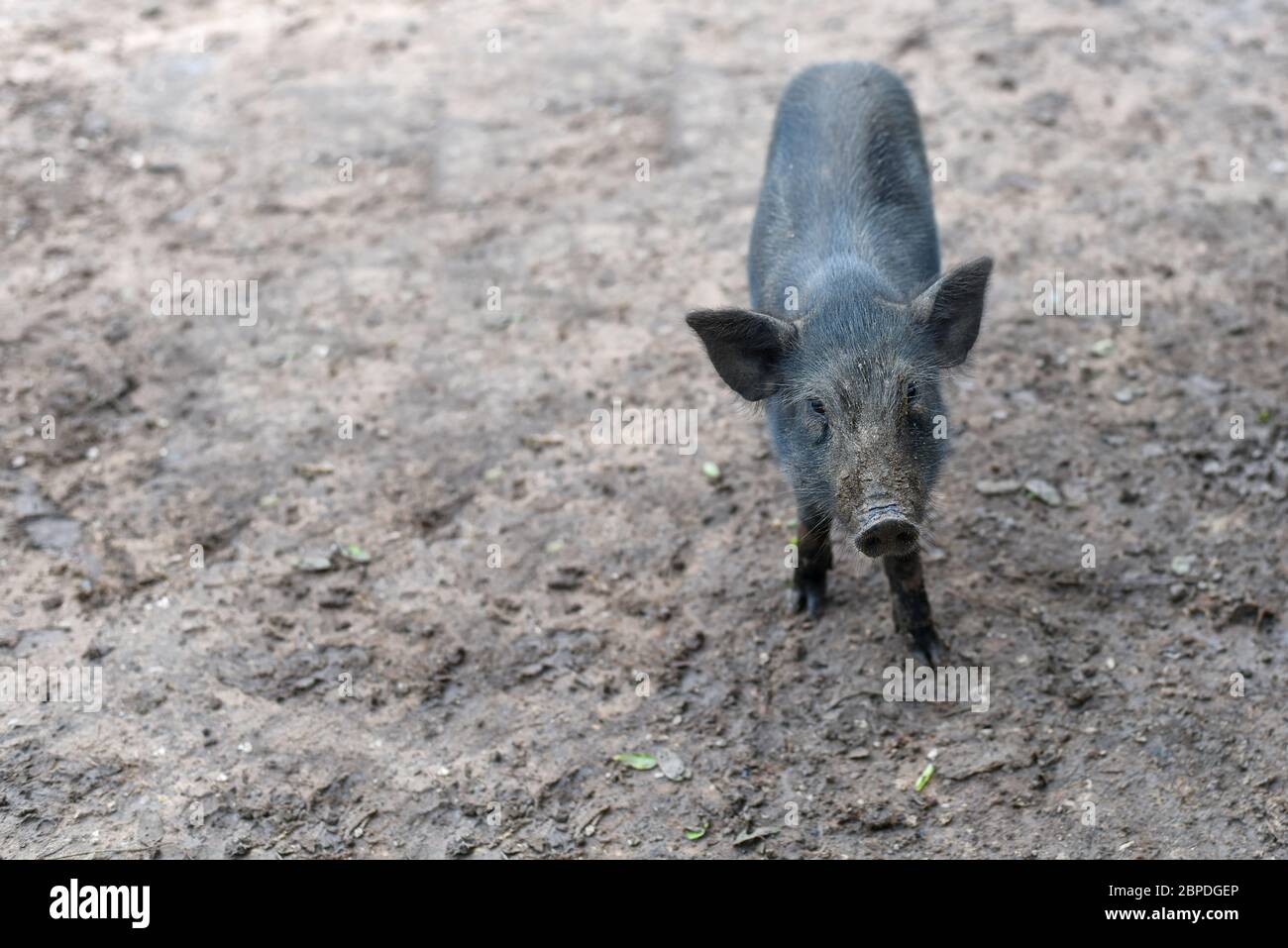 Wild boar. close-up piggy. portrait of a cute pig. Baby pigs in cute ...