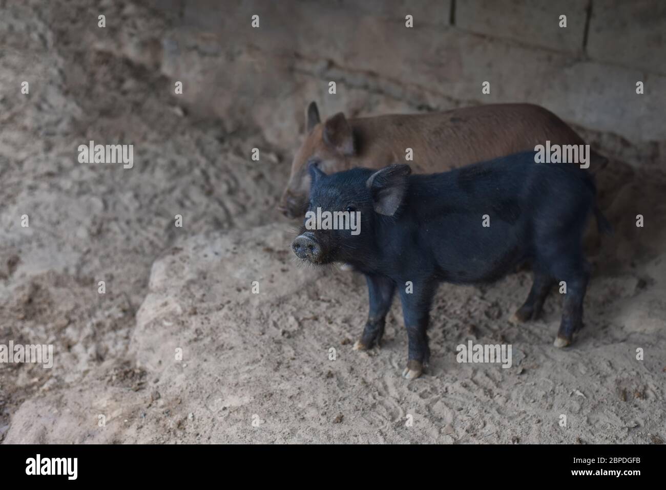 Wild boar. close-up piggy. portrait of a cute pig. Piglet is smiling ...