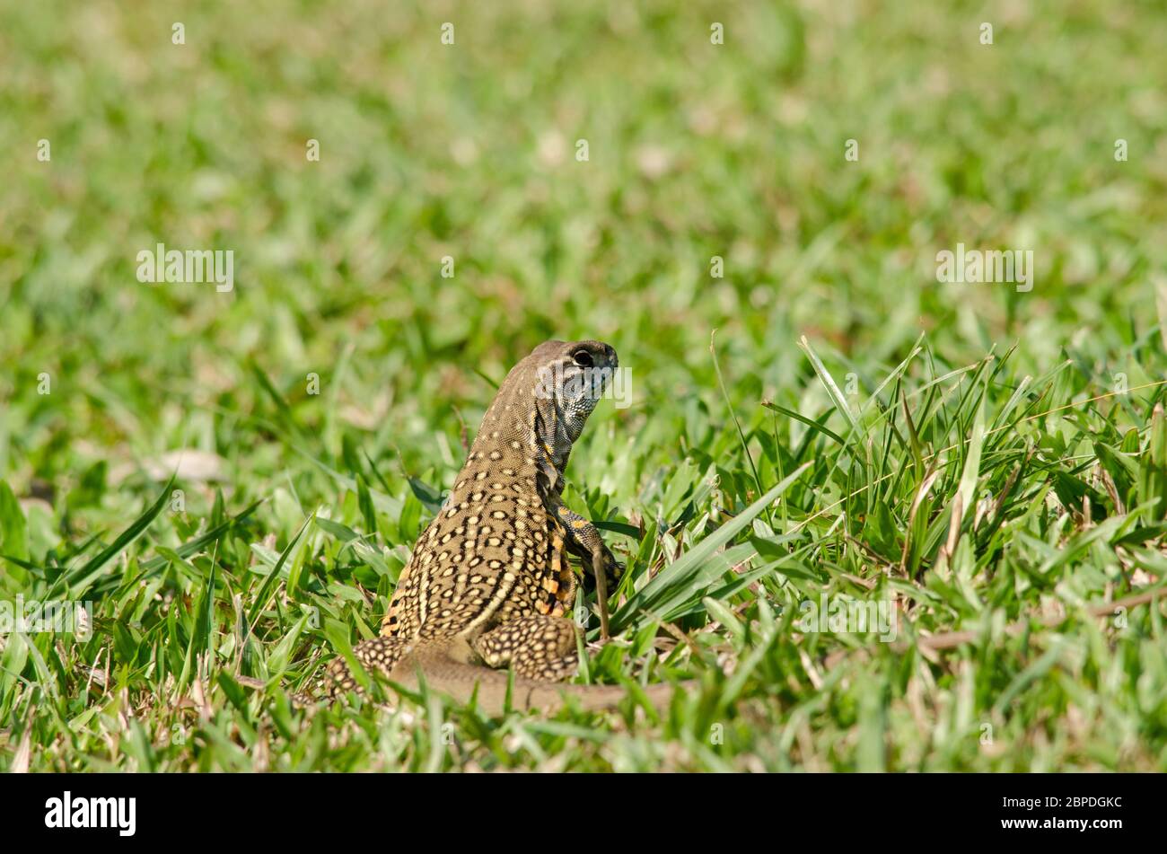 Leiolepis, commonly known as butterfly lizards or butterfly agamas, are ...