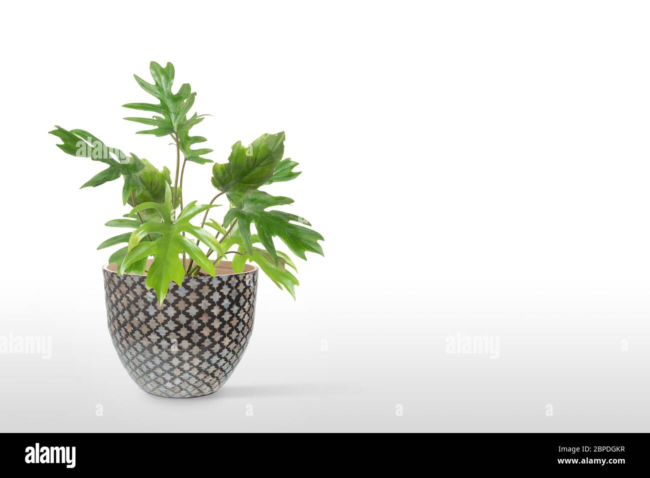 Adam's Rib Plant flowerpot vase isolated on white background Stock ...