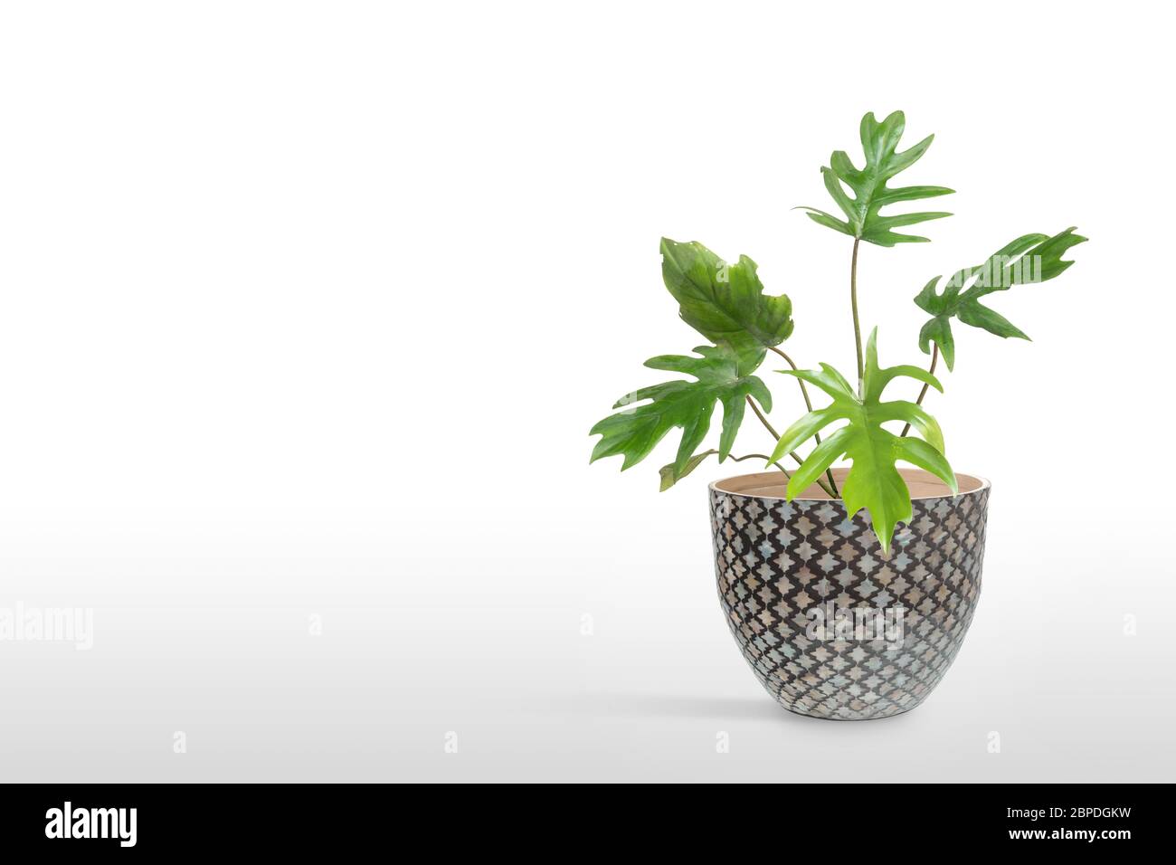 Adam's Rib Plant flowerpot vase isolated on white background Stock ...