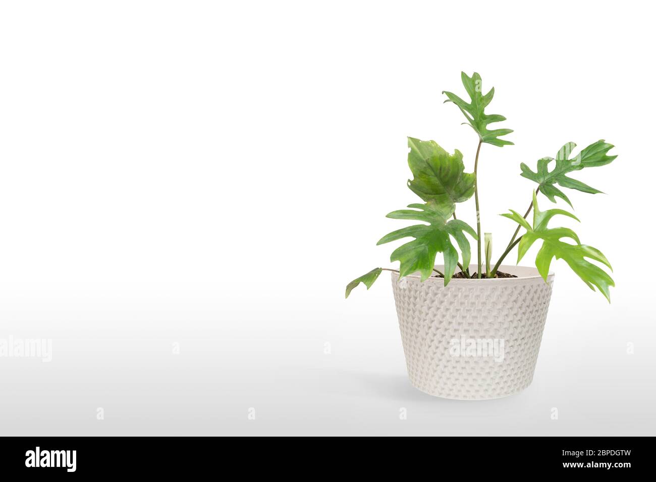 Adam's Rib Plant flowerpot vase isolated on white background Stock ...