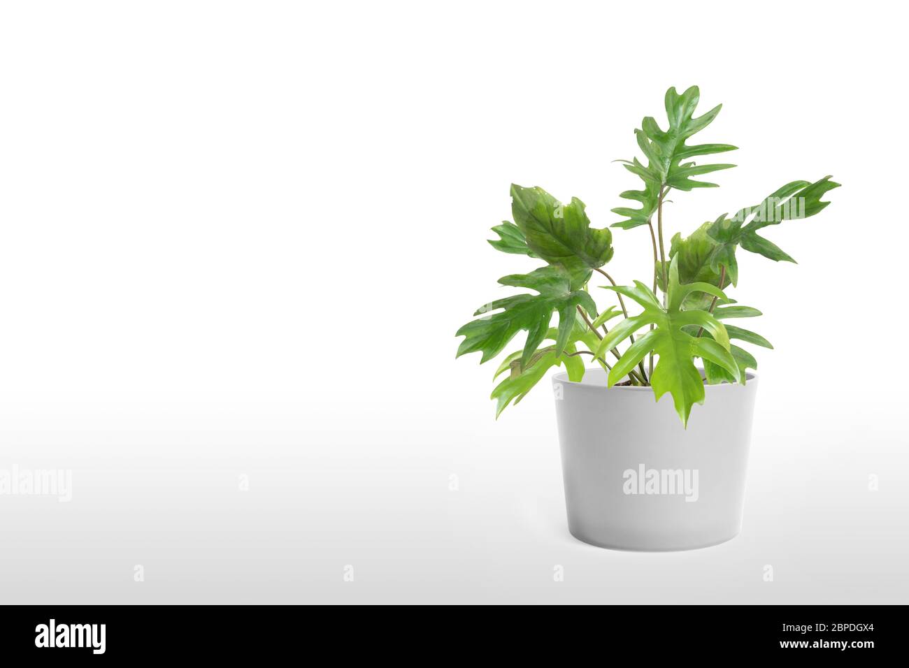 Adam's Rib Plant flowerpot vase isolated on white background Stock ...