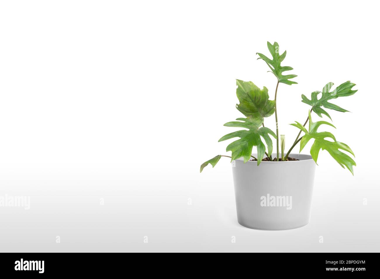 Adam's Rib Plant flowerpot vase isolated on white background Stock ...